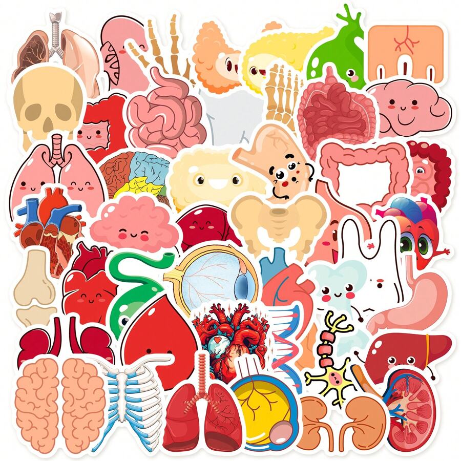 50pcs Anatomy Stickers, Human Body Organ Anatomy Stickers For Water ...