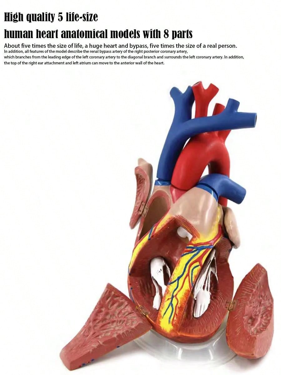 1 High Imitation 5x Anatomical Heart Detachable Medical Teaching Heart ...