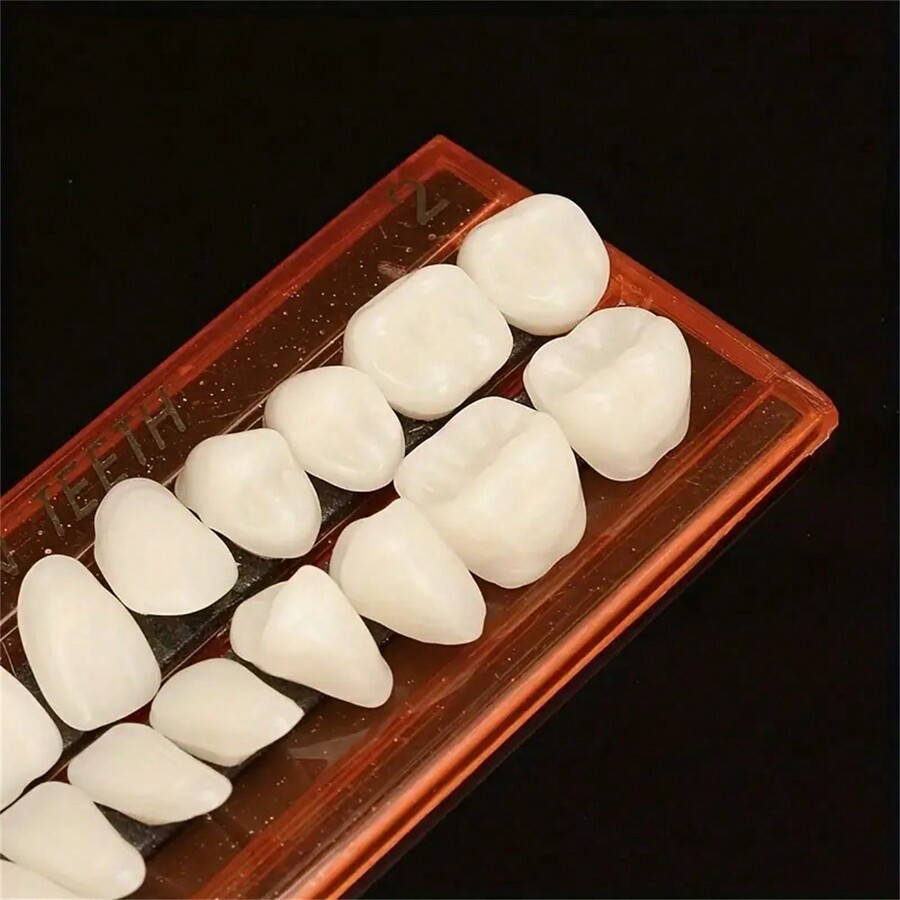 28 Sets Of Durable Resin Tooth Models: An Ideal Learning Material For ...