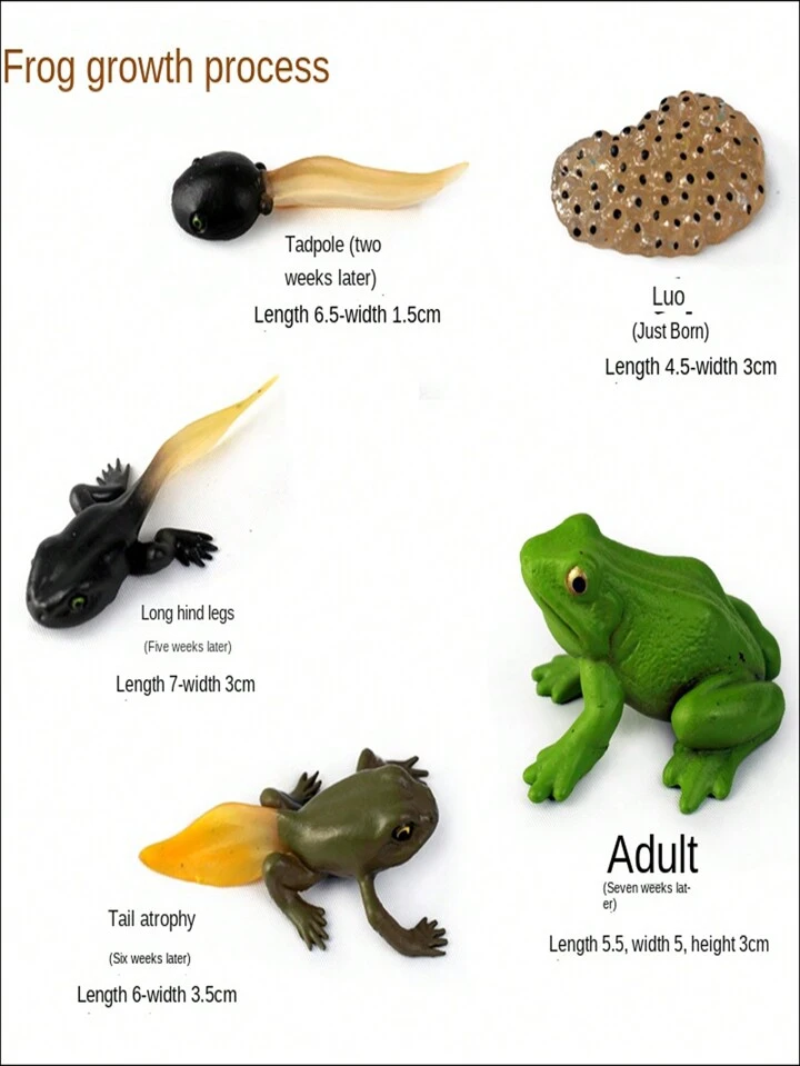 A Tadpole To Frog Life Cycle Of A Toy