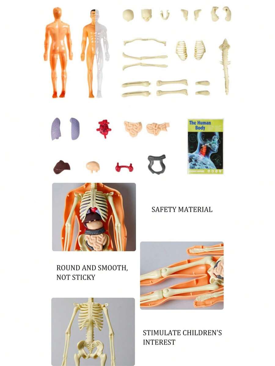 1 Piece/3D Human Body Model, Human Anatomy Model Assembly, Educational ...