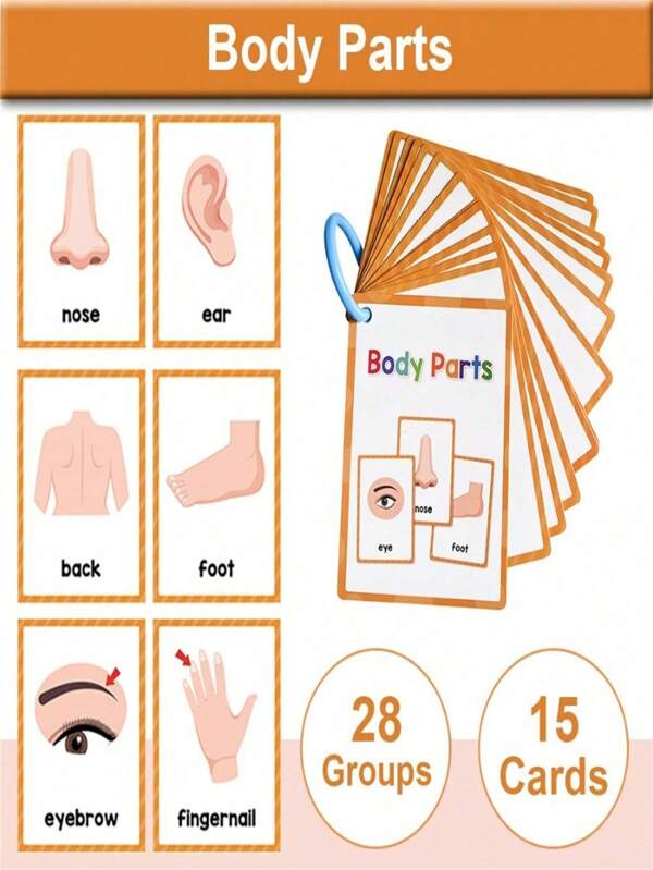 28 Words Body Parts Cognitive Flashcards Montessori Learn English Words ...