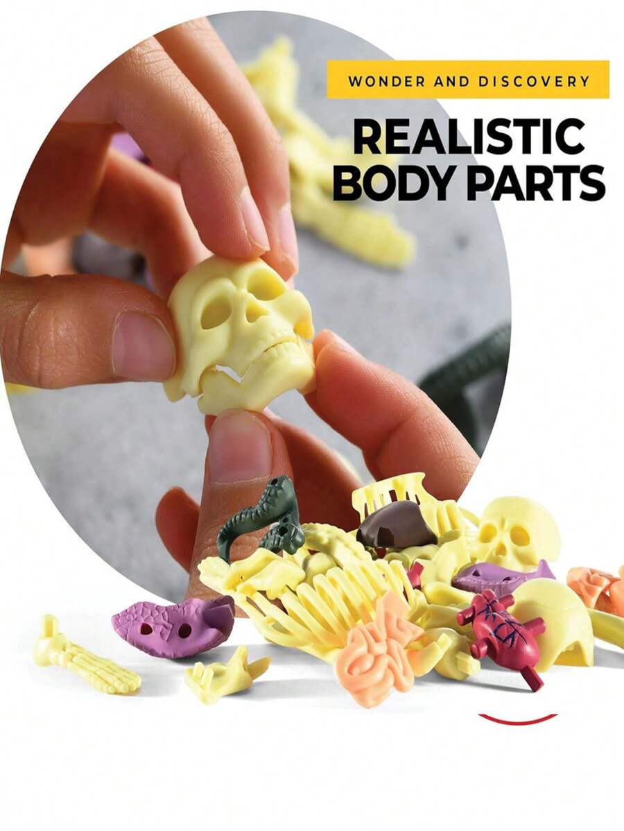 1 Piece/3D Human Body Model, Human Anatomy Model Assembly, Educational ...