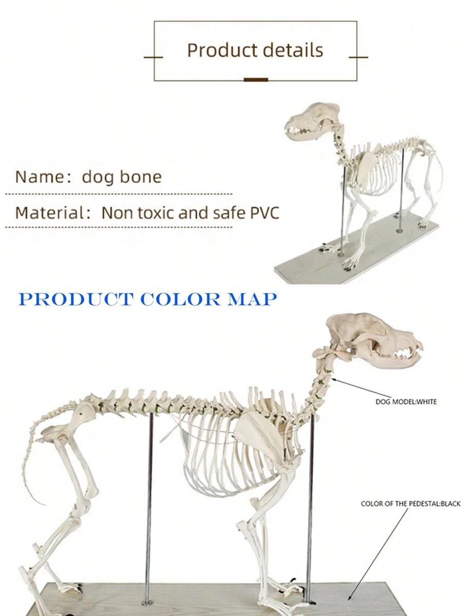 1pc White Dog Skeleton Model Anatomical Tool Simulating Dog Bone Spine ...
