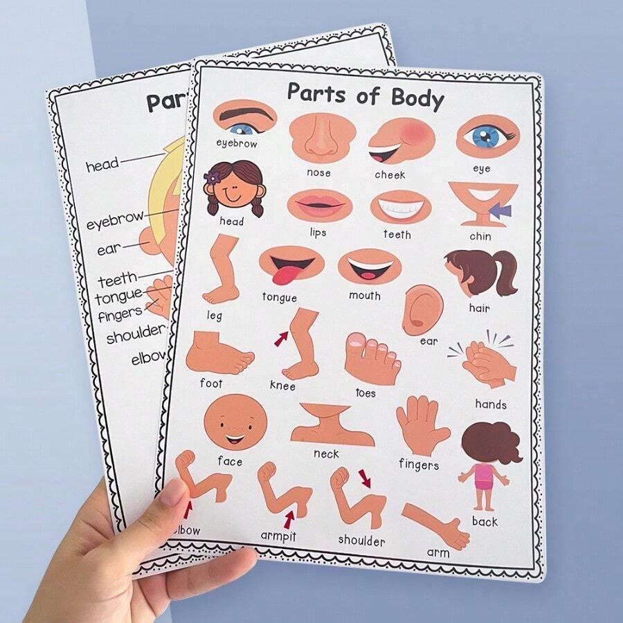 2PCS Body Parts Words English Learning Big Flashcards Preschool ...