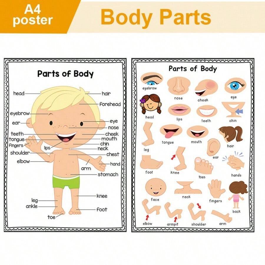 2PCS Body Parts Words English Learning Big Flashcards Preschool ...