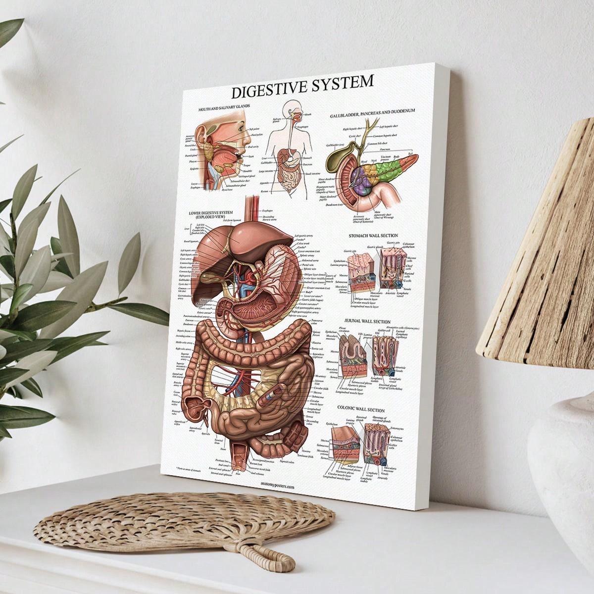 1pc Learning Laminated Digestive System Anatomy Diagram ...
