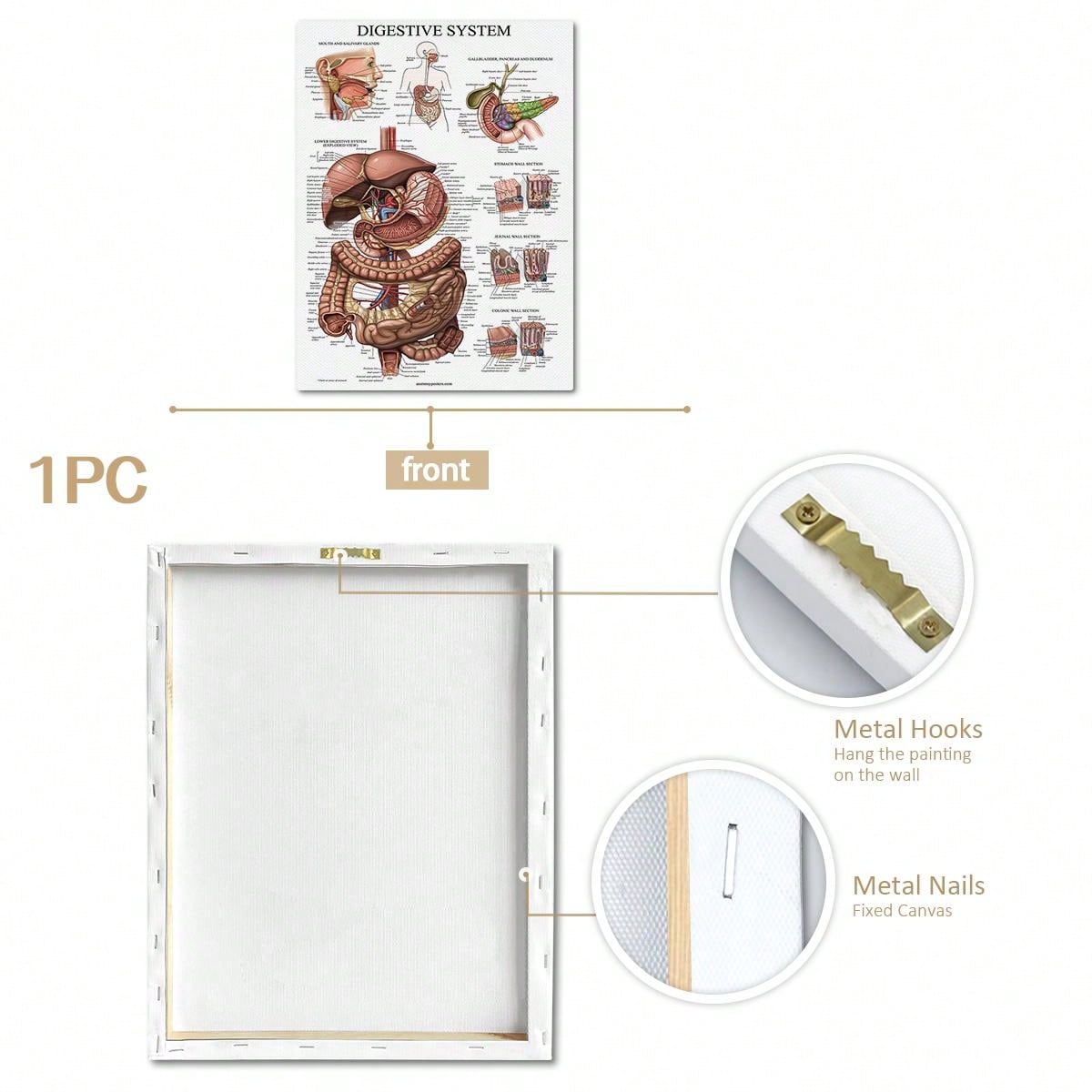 1pc Learning Laminated Digestive System Anatomy Diagram ...