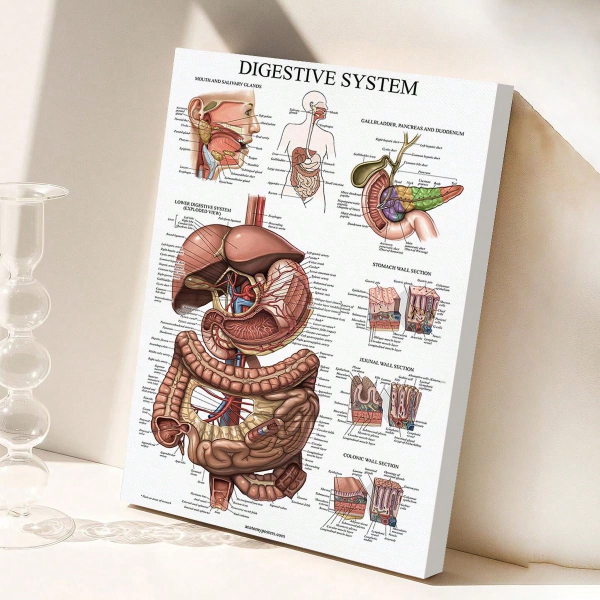 1pc Learning Laminated Digestive System Anatomy Diagram ...