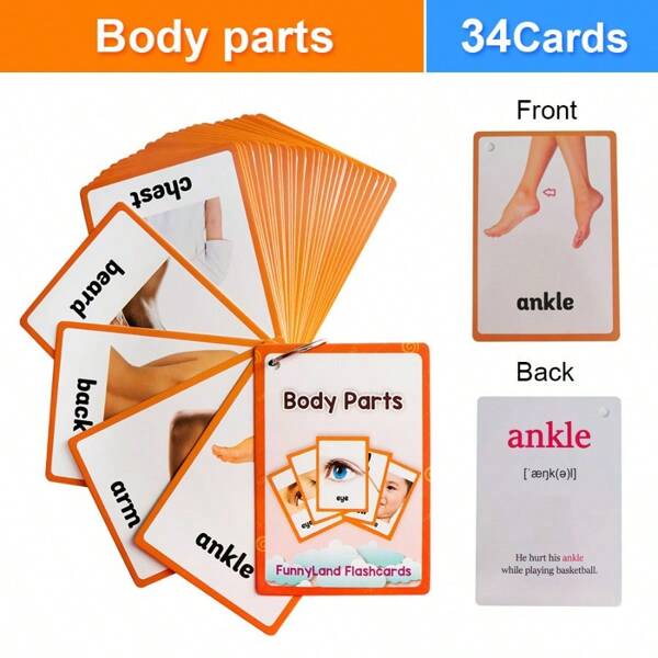 34 Cards Of Body Parts Montessori Intelligent Pocket Cards Activities ...