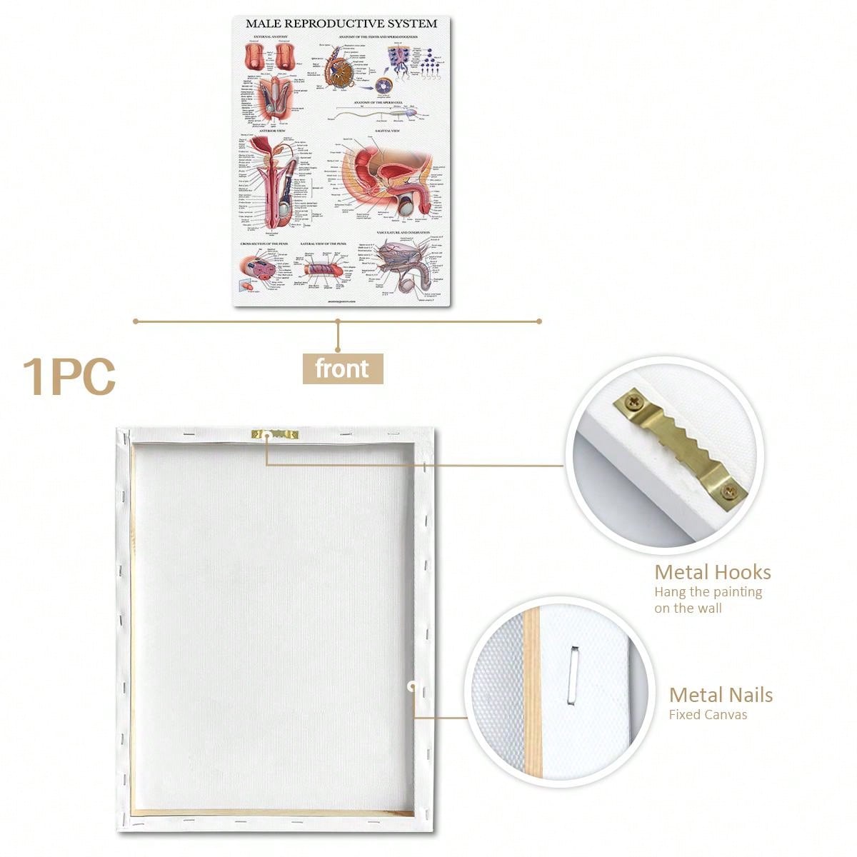 1pc Medical Anatomy Wall Art, Male Reproductive System Poster For ...