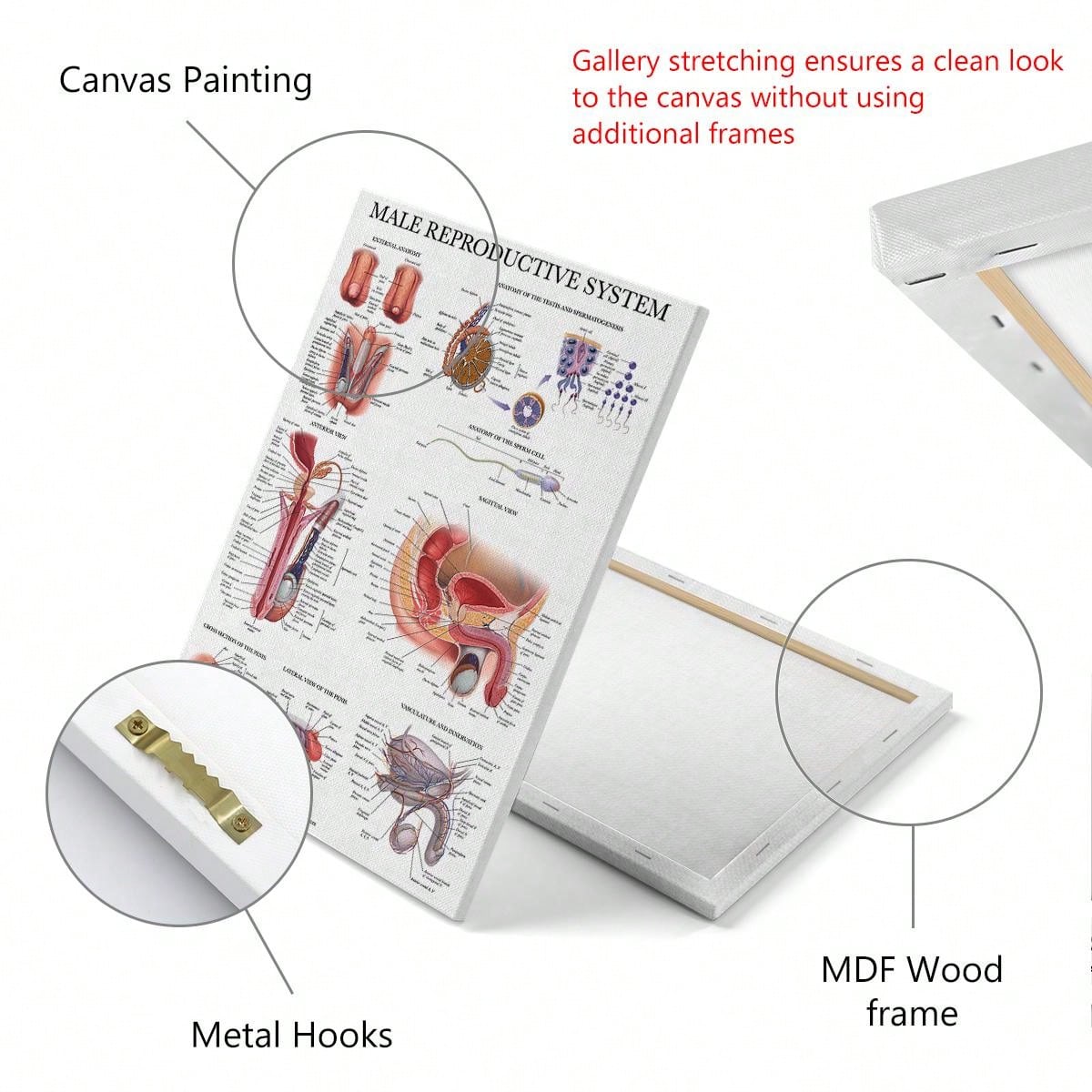 1pc Medical Anatomy Wall Art, Male Reproductive System Poster For ...