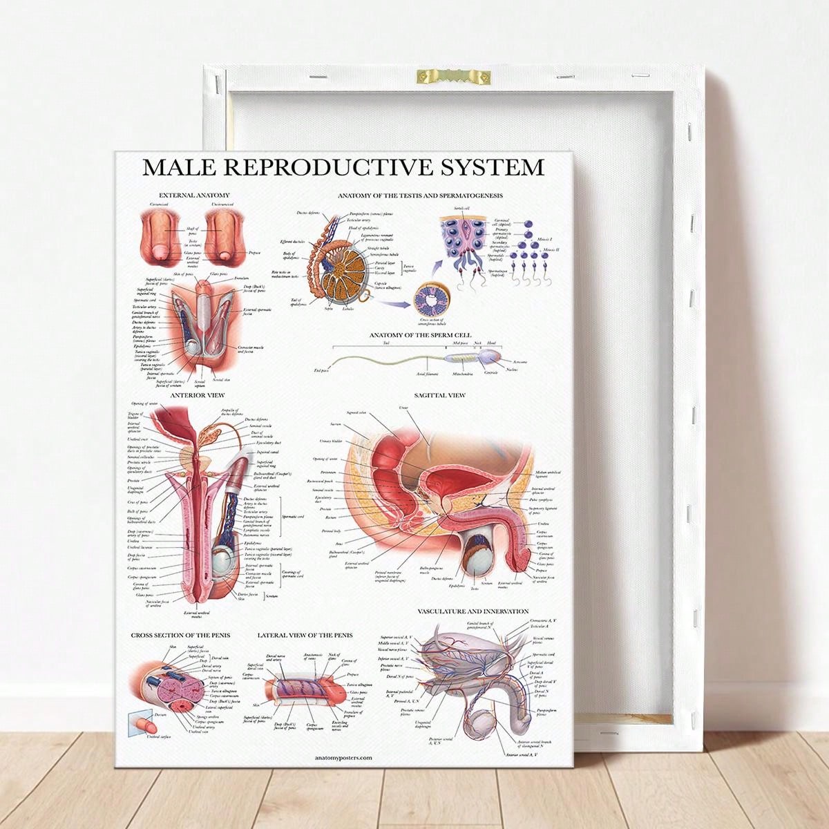 1pc Medical Anatomy Wall Art Male Reproductive System Poster For 9977