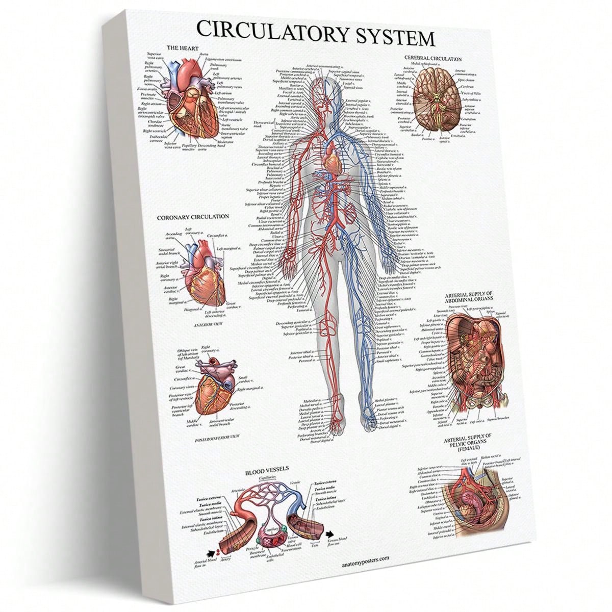 1 st. I lager Affisch - System Och Hjärna Anatomi , Utbildning Modern ...