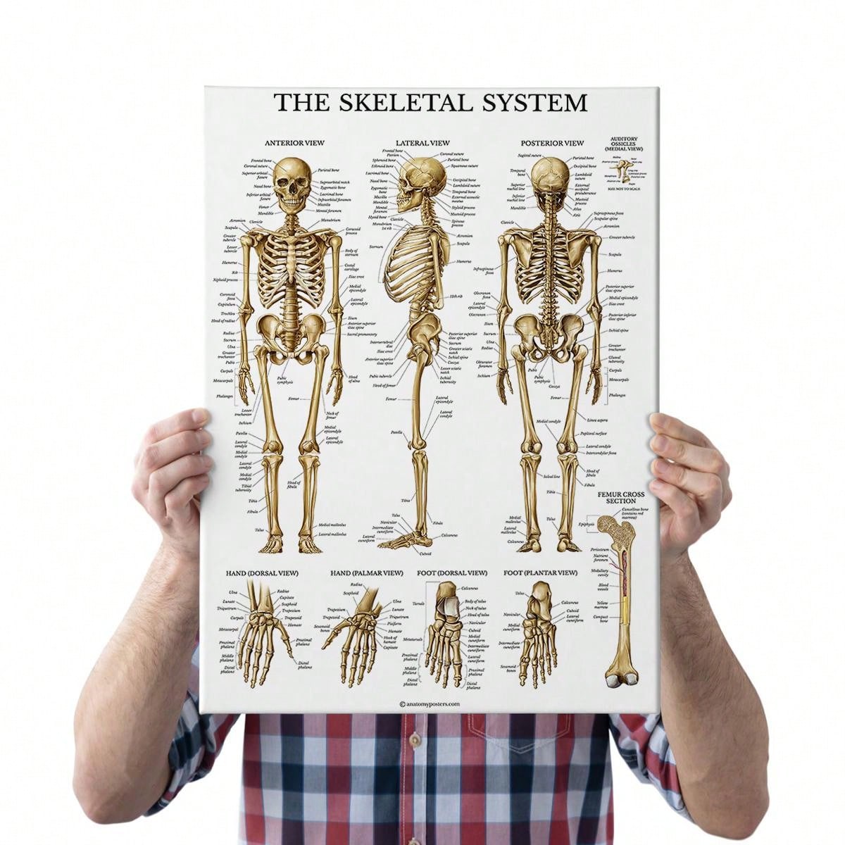 1pc Medical Wall Art, Skeletal System Anatomy Poster - Sagittal - Bones ...