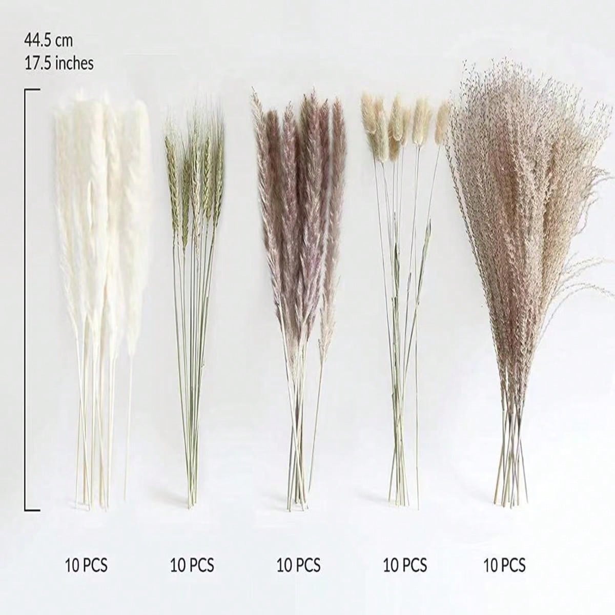 Lote Misto De Capim Pampas, Mini Jongos, Capim Rabo De Coelho, Capim ...