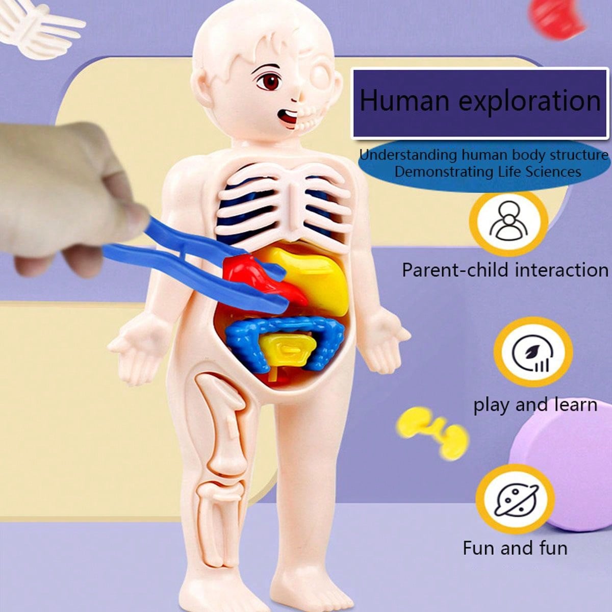 Children'S Educational Diy Steam Medical Toy, Human Body Organ ...