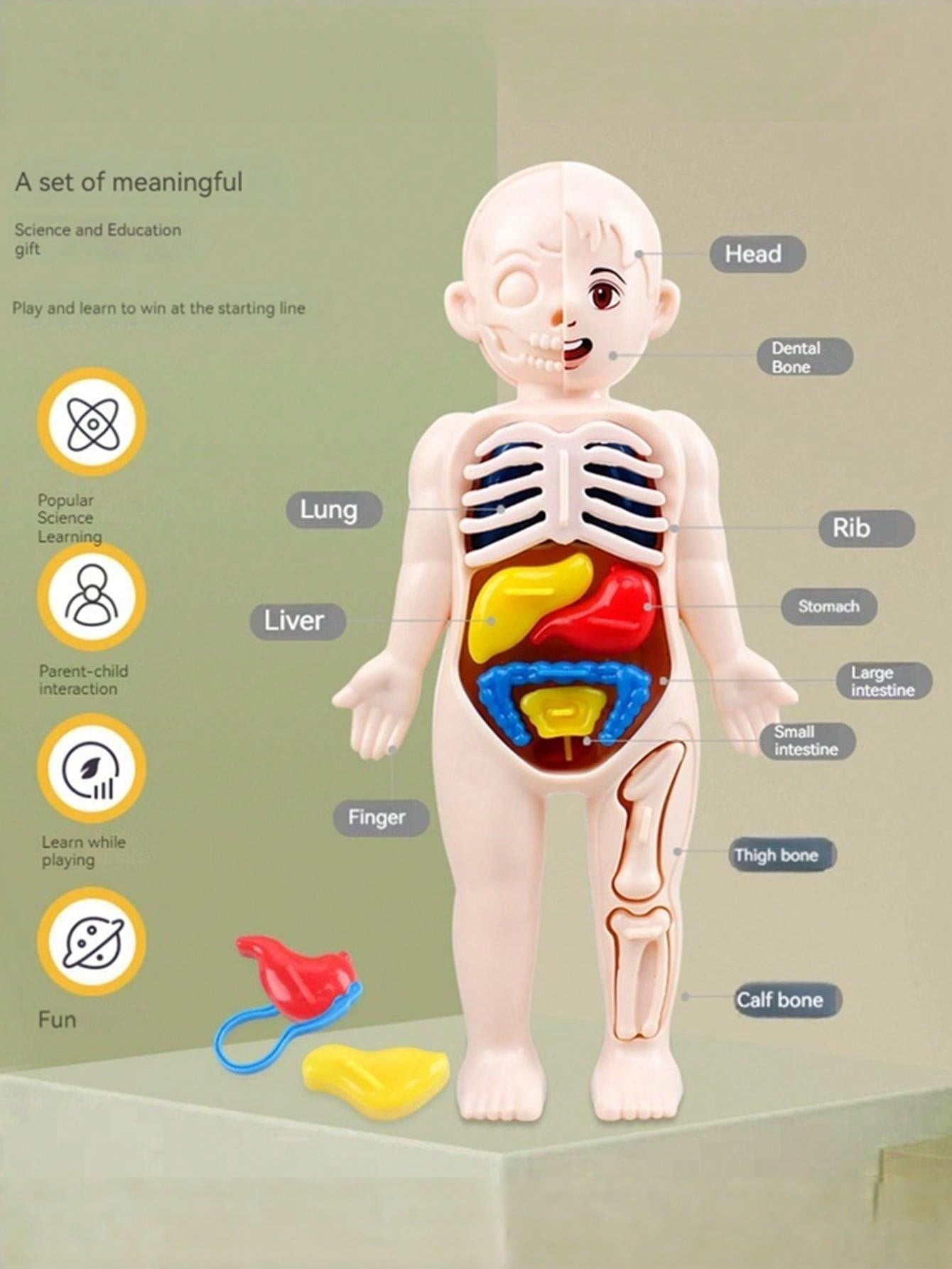 Human Body Structure Model, Medical Simulation Internal Organs Anatomy ...