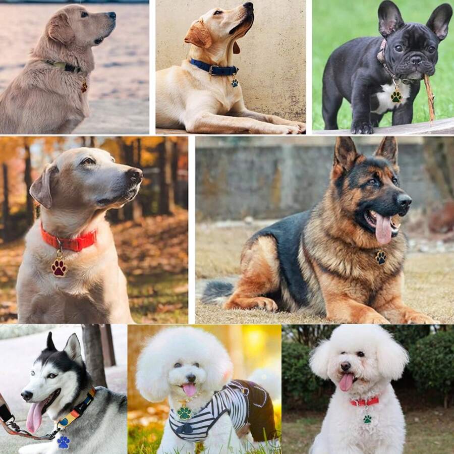 Placas de identificação de Pet em Liga de Zinco, Placas de ...