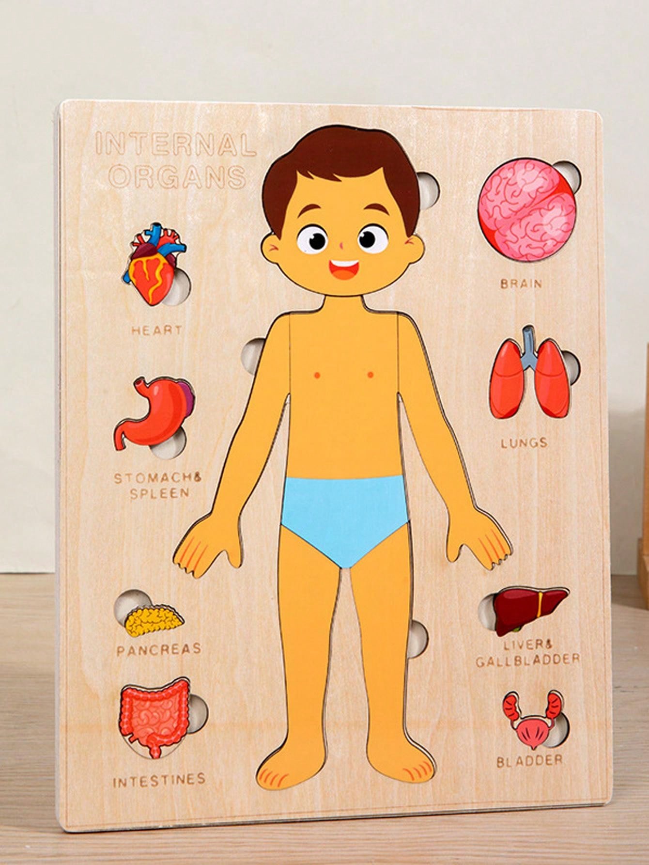 1 Set Jigsaw Puzzle Of Human Structure Human Parts Toy Organ Model Toy ...