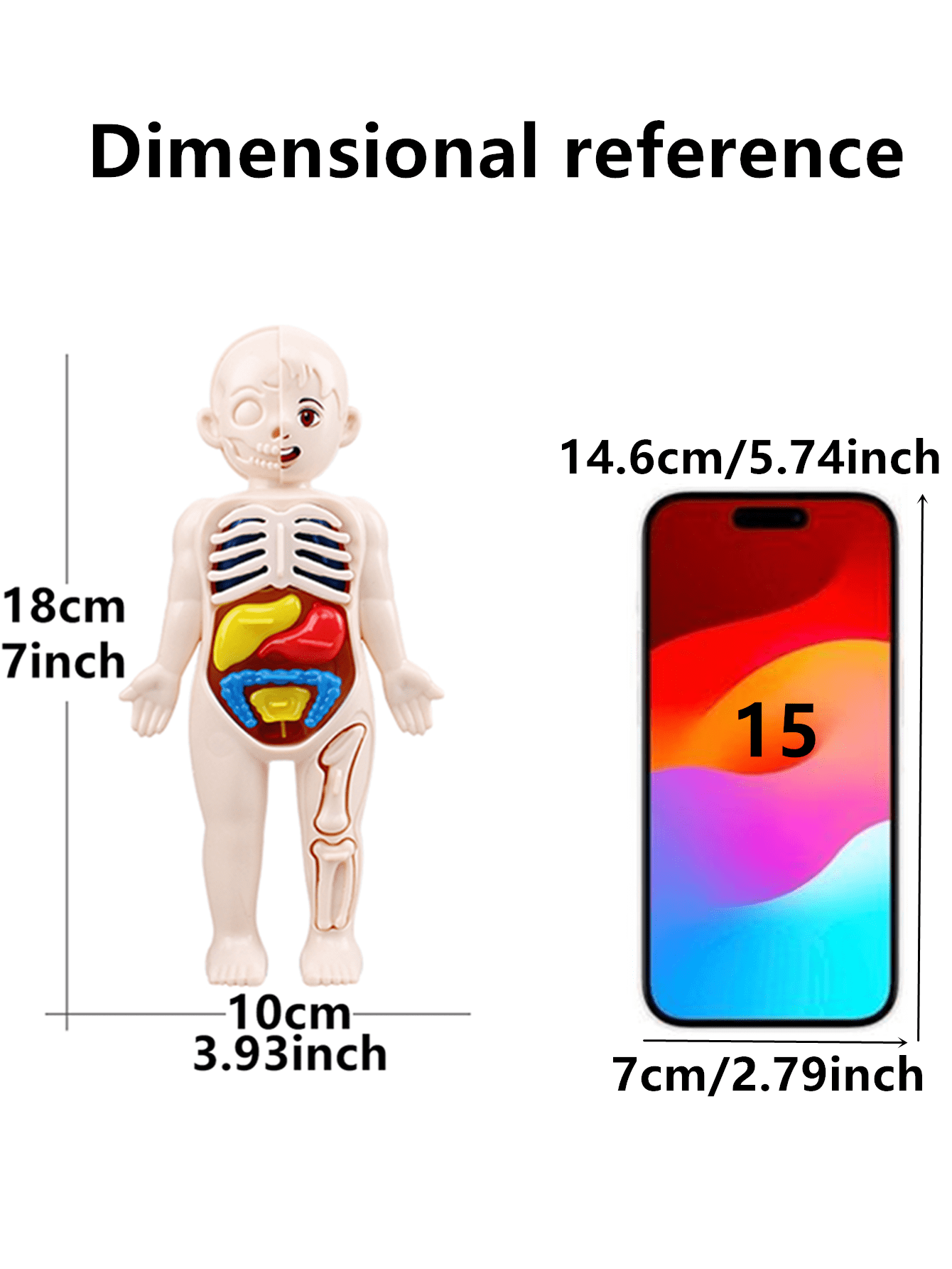 Human Body Structure Model, Medical Simulation Internal Organs Anatomy ...