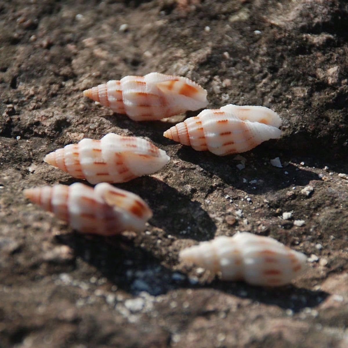 50pcs Mini White Sea Snail & Conch Art Craft Shell Jewelry Decorative ...