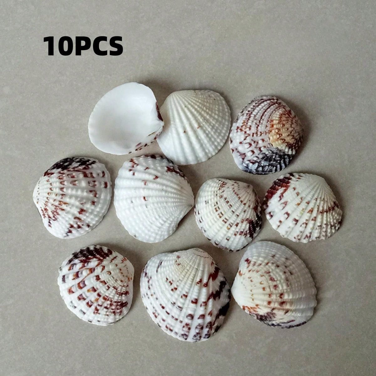 A Pack Of 10 Natural Seashell Candle Making Materials Including Conch ...