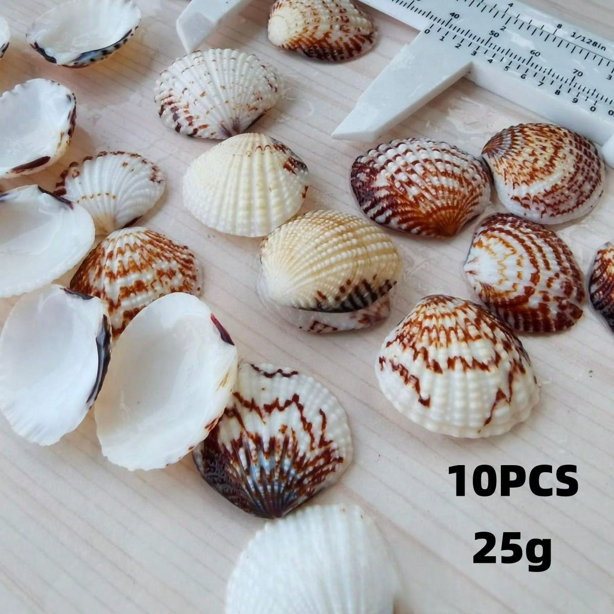A Pack Of 10 Natural Seashell Candle Making Materials Including Conch ...