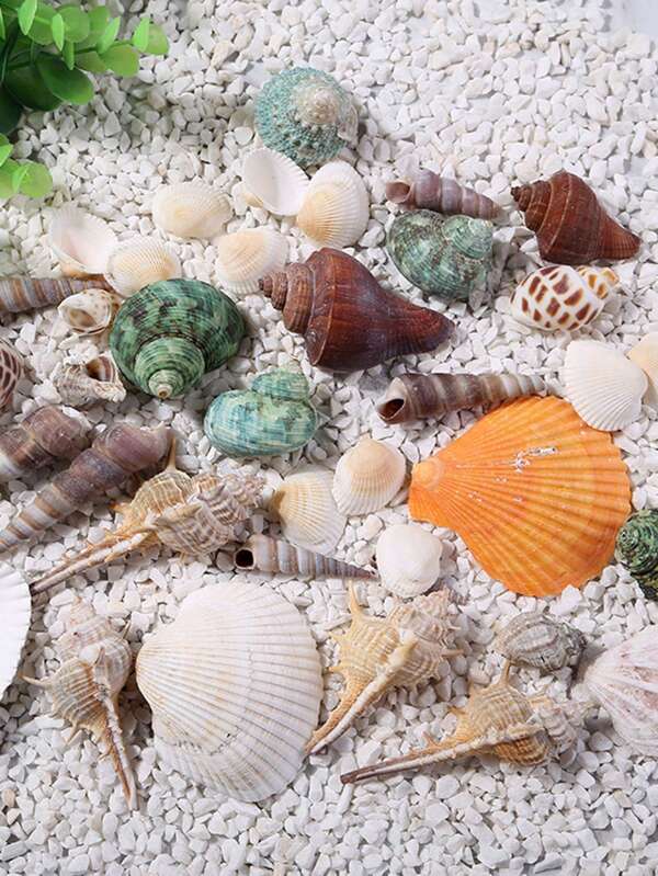 100g Ocean Seashell & Conch & Cone Shell & Landscape Shell Diy ...