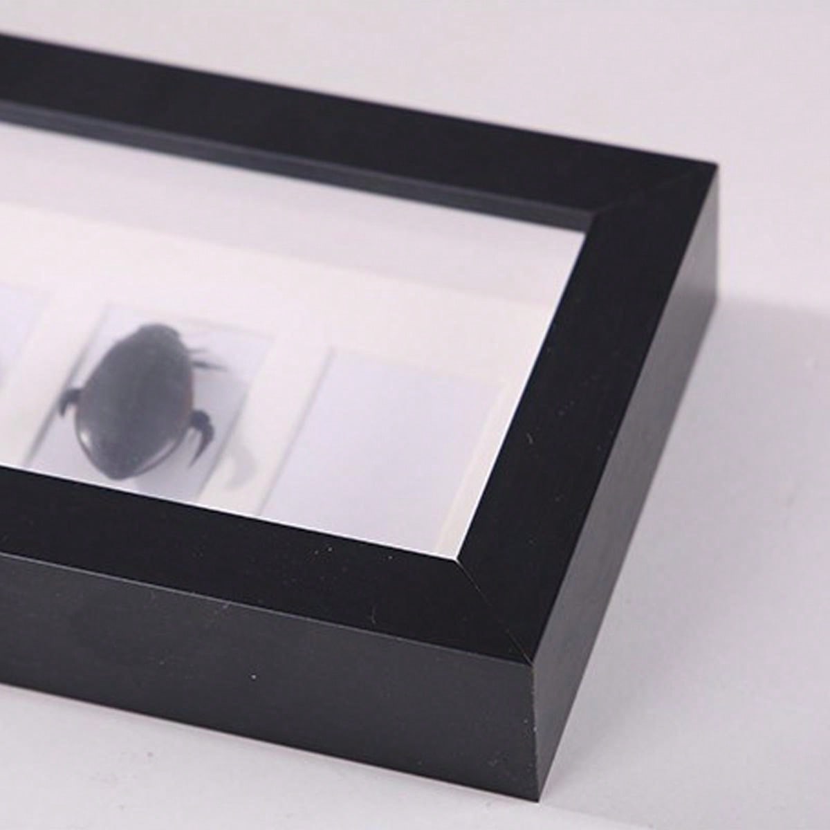 1pc Insect Specimen Frame With Multiple Hollow Compartments, Creative ...