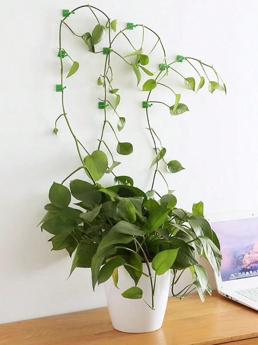 Green Plant Retainer Direct Vine Plant Fixing Clip No Punch Wall ...
