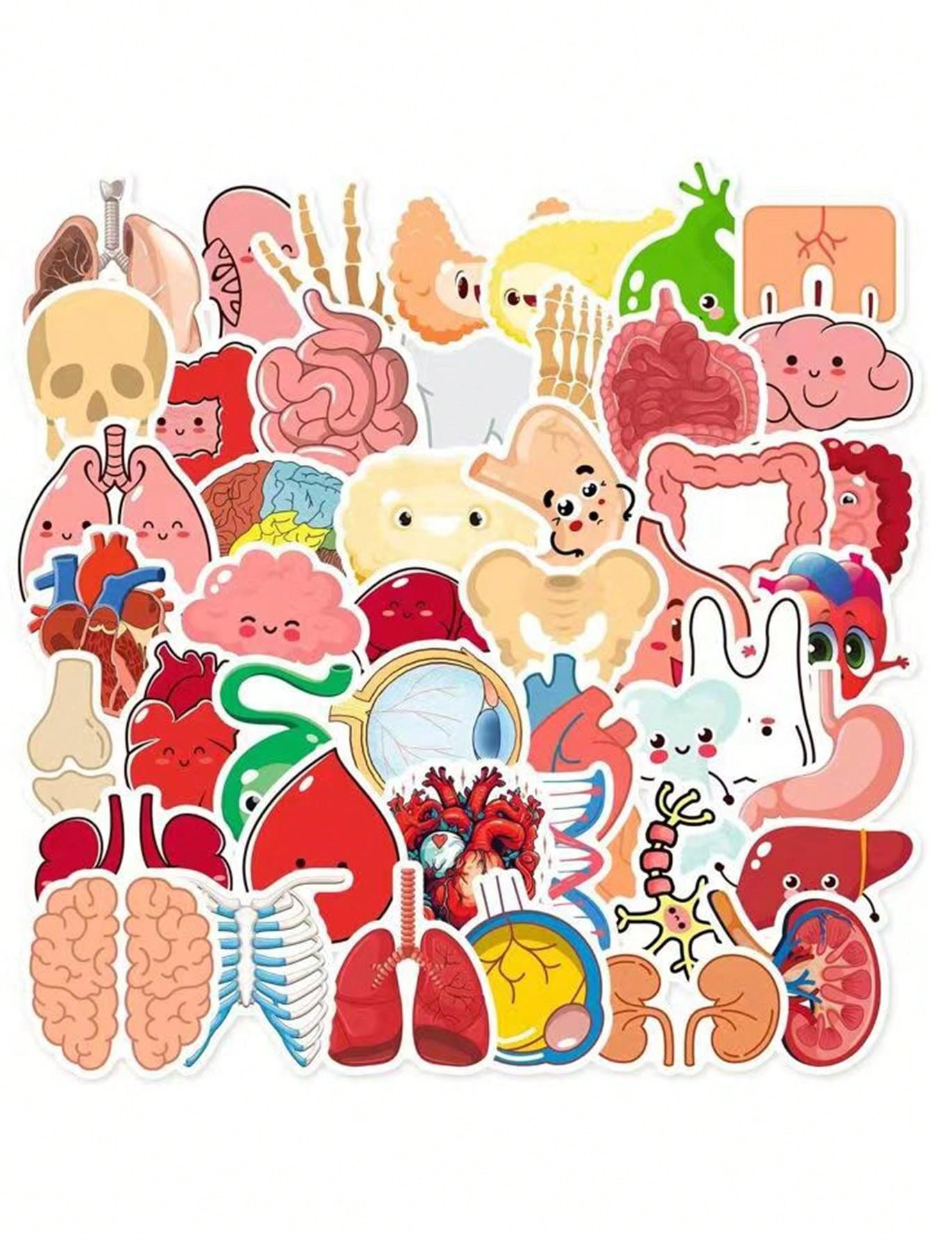 50pcs Anatomy Stickers, Human Body Organ Anatomy Stickers For Water ...