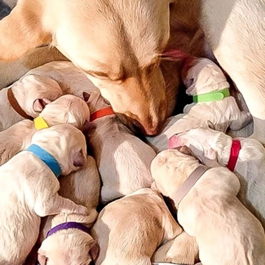 12pcs 12 Colors Newborn Pet Kitten/Puppy Identification Ring, Colored ...