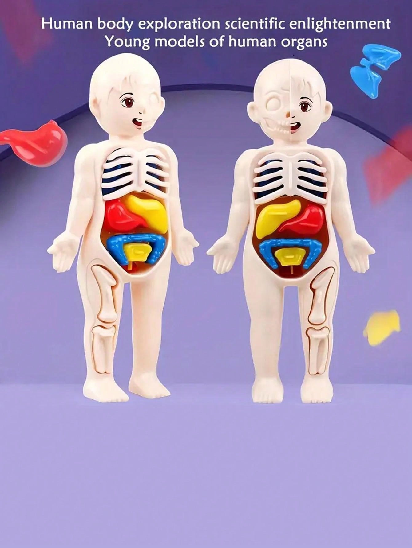 1set Children's Science Education Human Body Model Toy With Realistic ...