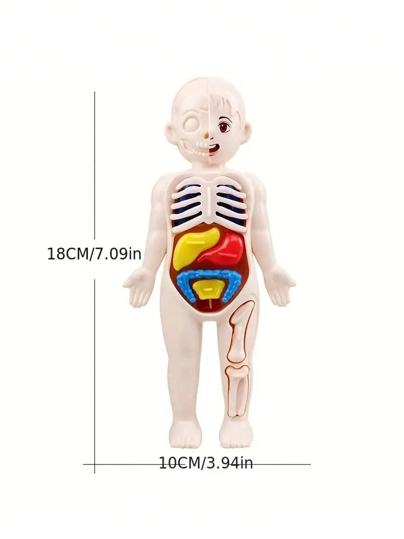 1set Children's Science Education Human Body Model Toy With Realistic ...