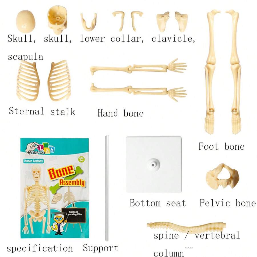 Human Body Organs & Skeletal Model Set, Diy Assembly | SHEIN UK
