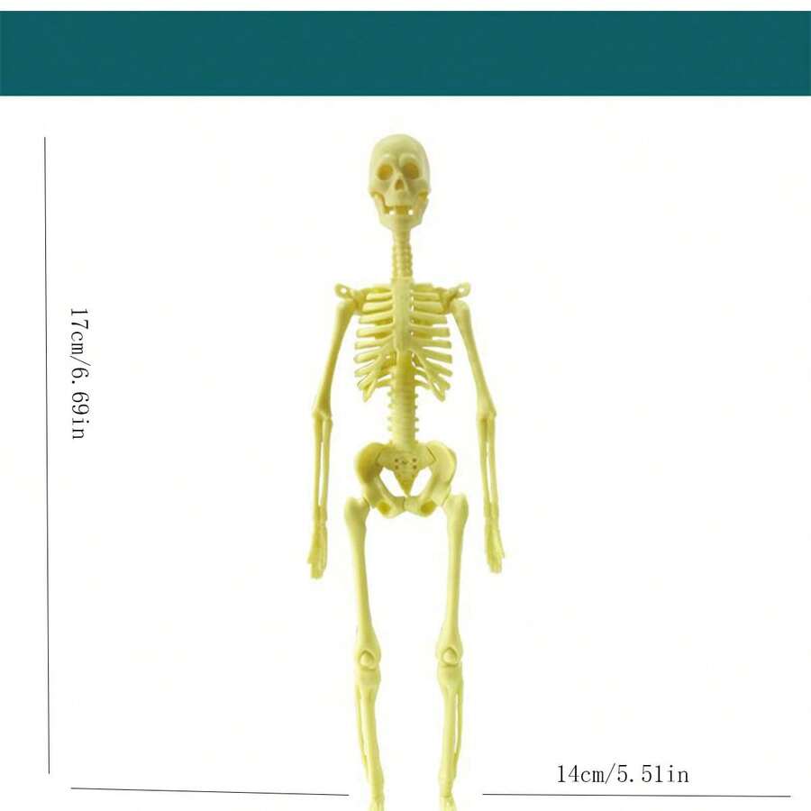 Human Body Organs & Skeletal Model Set, Diy Assembly | SHEIN UK