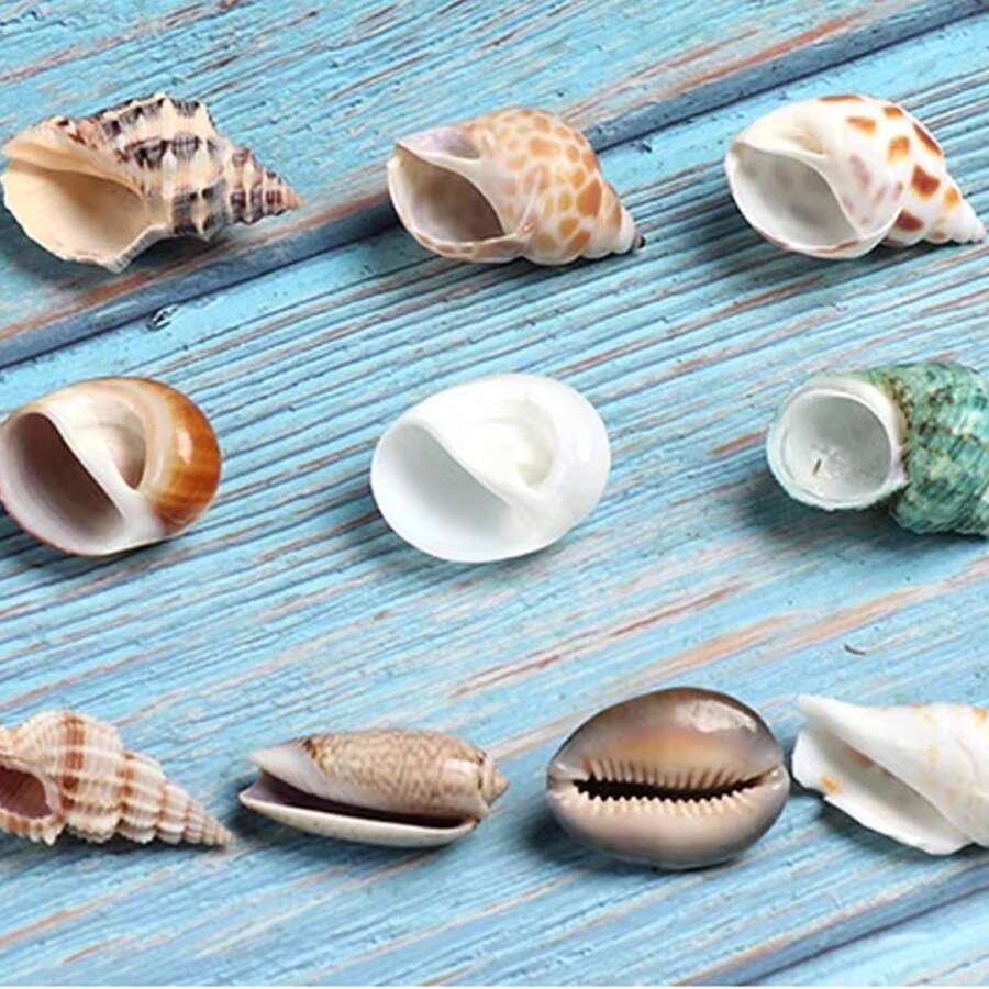 10pcs/Box Seashell & Conch Science Educational Specimen Collection Set ...