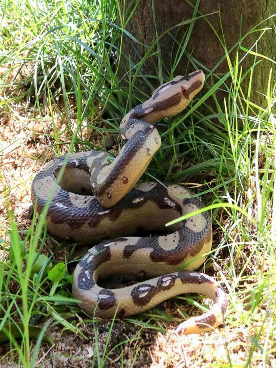 11 Lifelike Python Model Halloween Prank Prop To Drive Away Birds And Squirrels From Gardens 