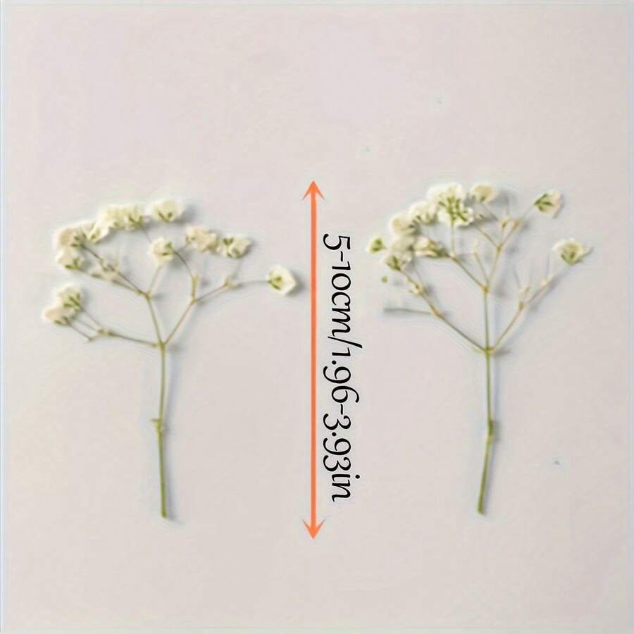 Lote De 15 Mini Flores De Gipsófila Prensadas Y Secas - 100% Naturales ...