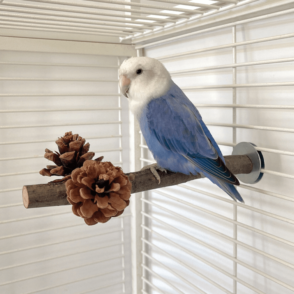 Parrot Toy Set With Natural Apple Wood, Pine Cone, Peony, Xuanfeng ...