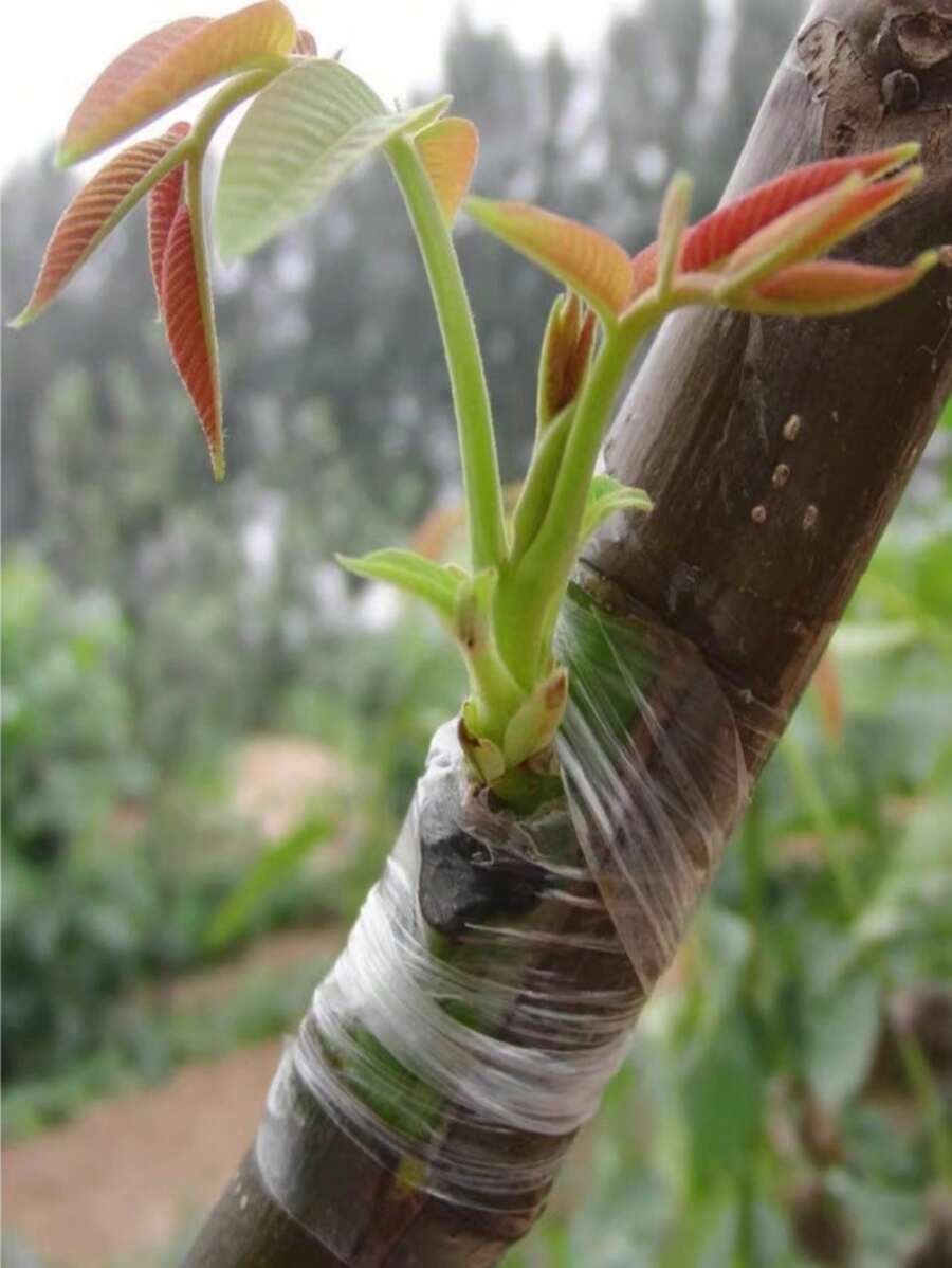 100m Pvc Grafting Film For Fruit Trees - Multi-Functional Wrapping Film ...