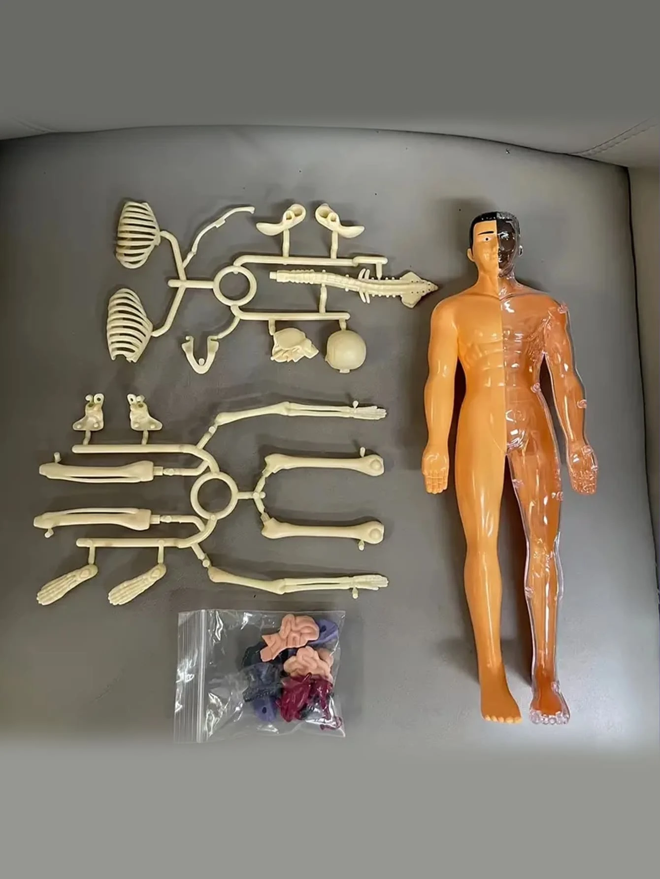 Human Body Model Toy That Can Be Disassembled And Assembled Into A 3d ...