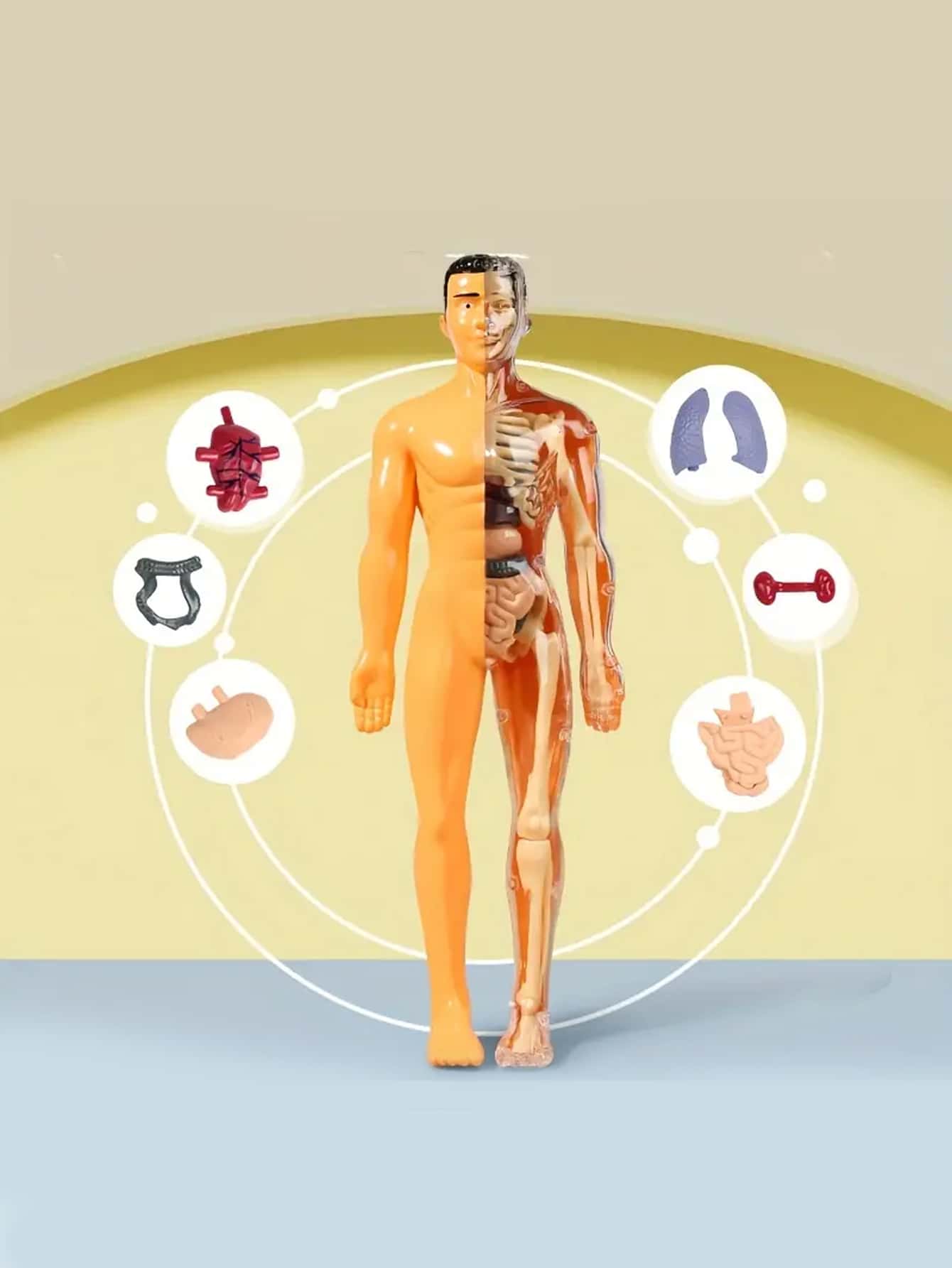 Human Body Model Toy That Can Be Disassembled And Assembled Into A 3d ...