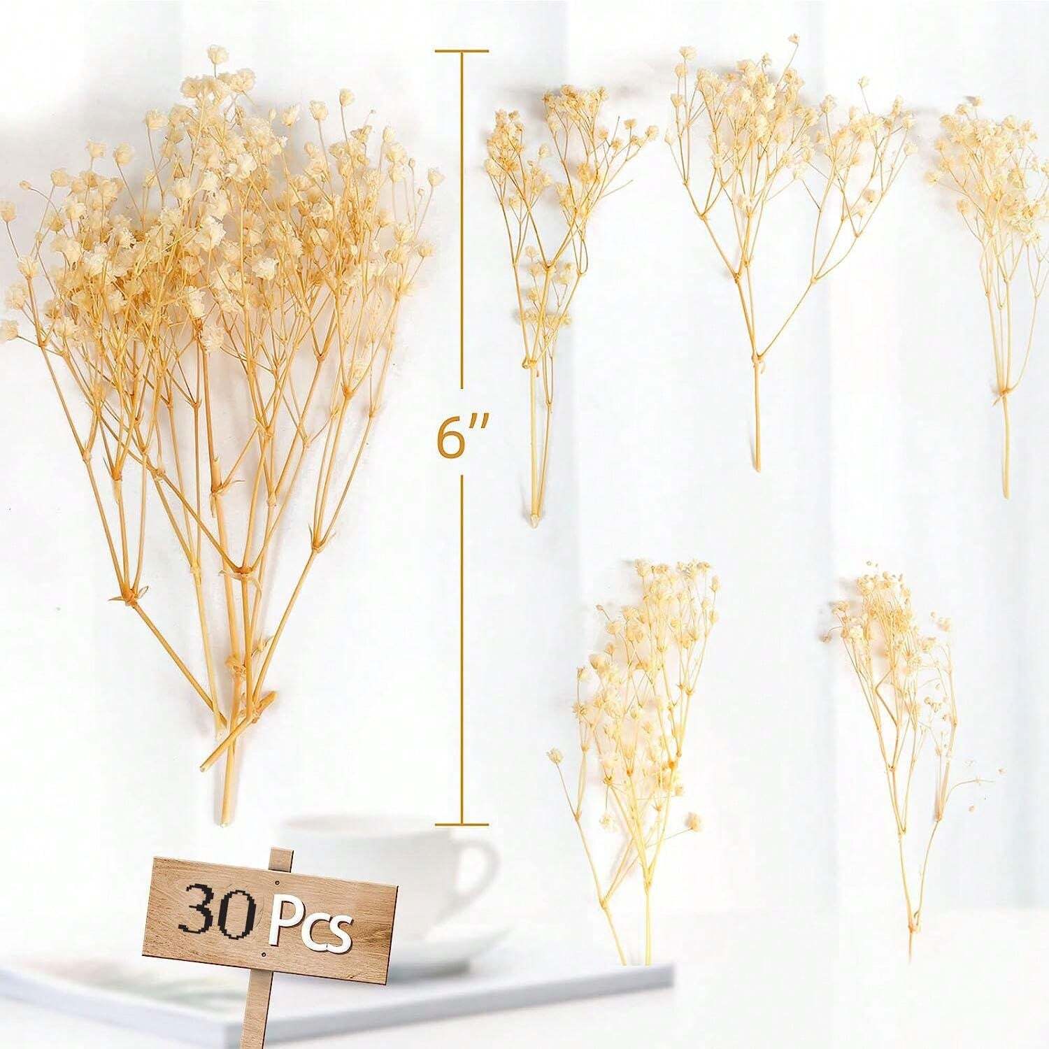 30 peças Gipsófila Seca a Granel Cor de Marfim, Flores de Gipsófila ...