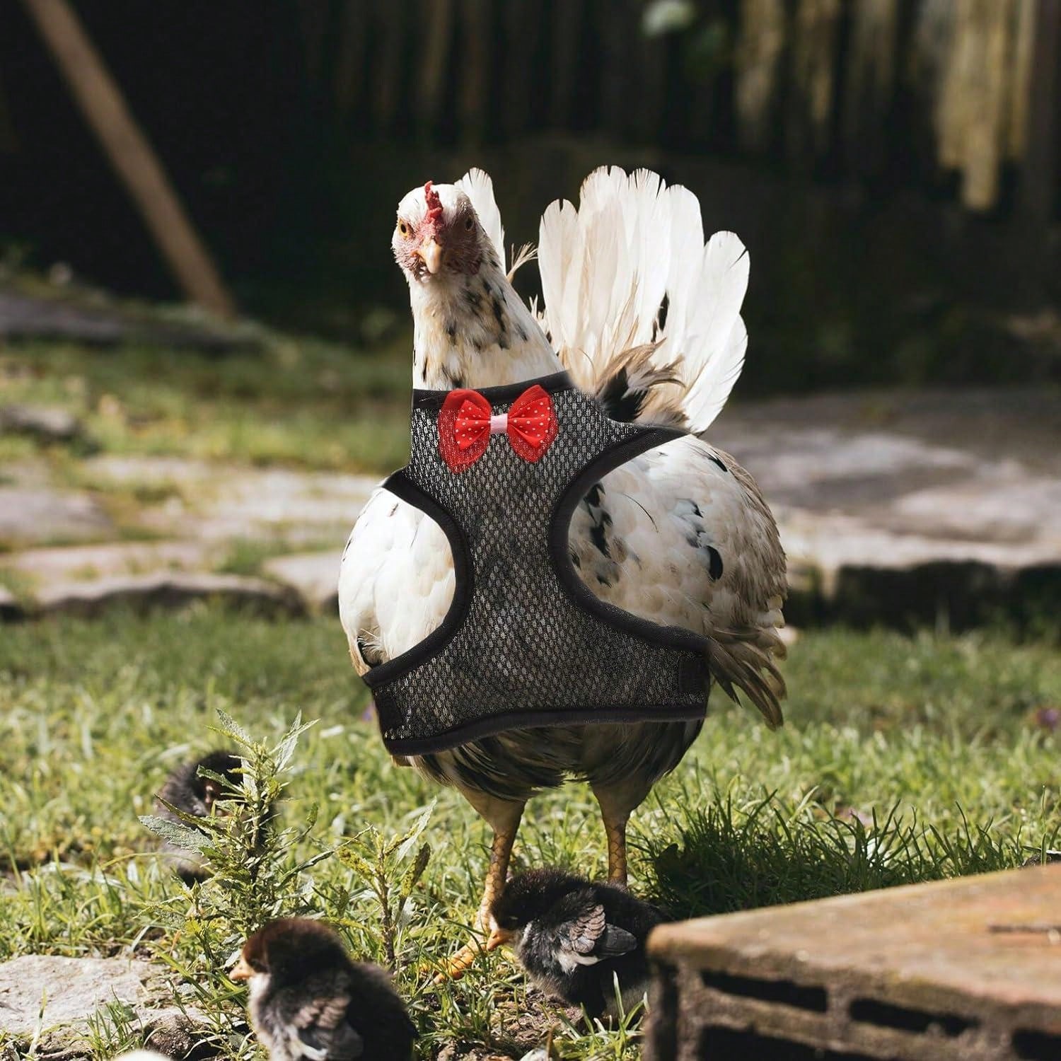 Poultry Pulling Rope For Chicken, Duck And Goose - Chest Back Hand ...