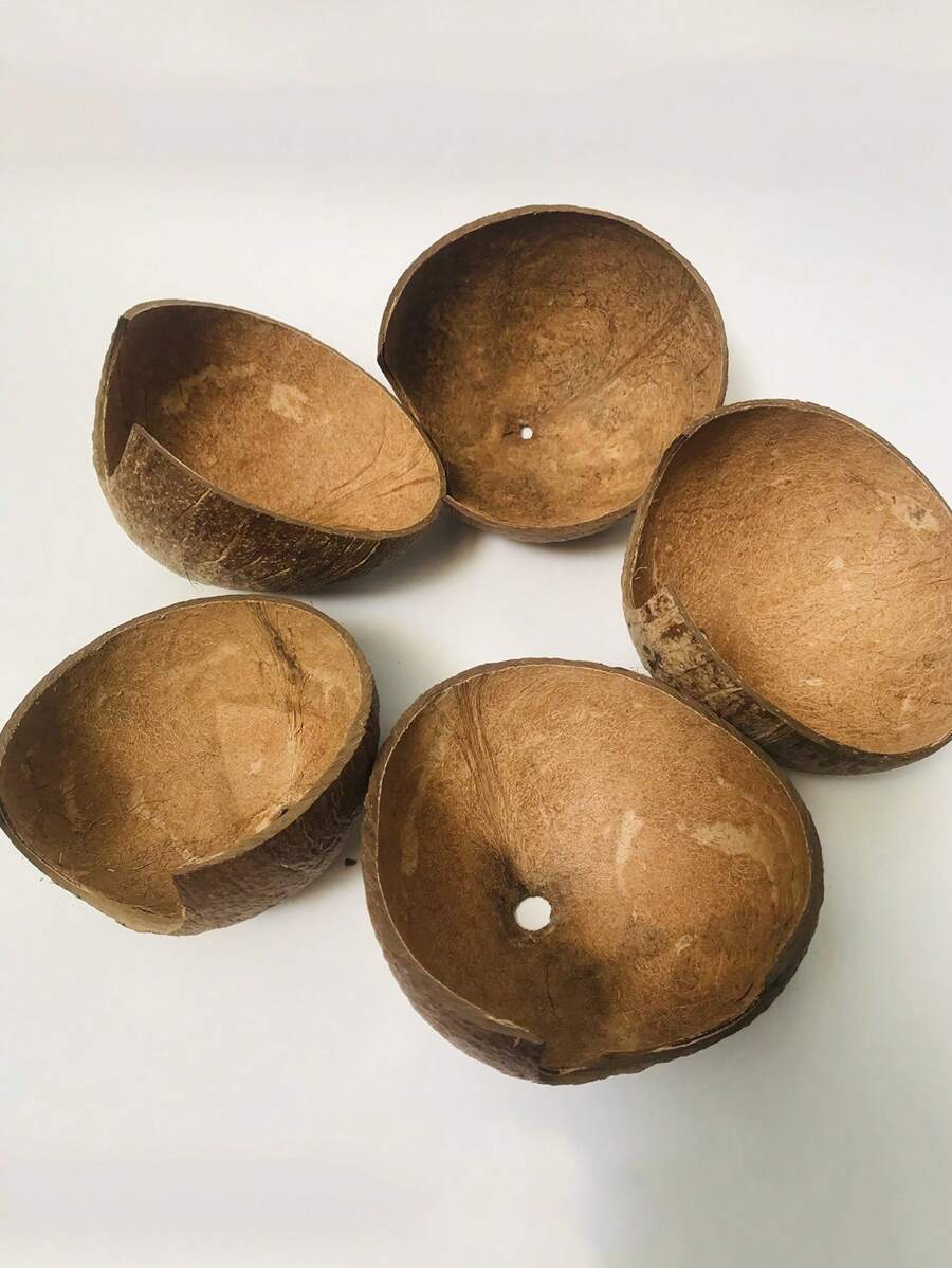 Small Size Pet Tortoise Spider Scorpion Lizard Horned Frog Reptile ...