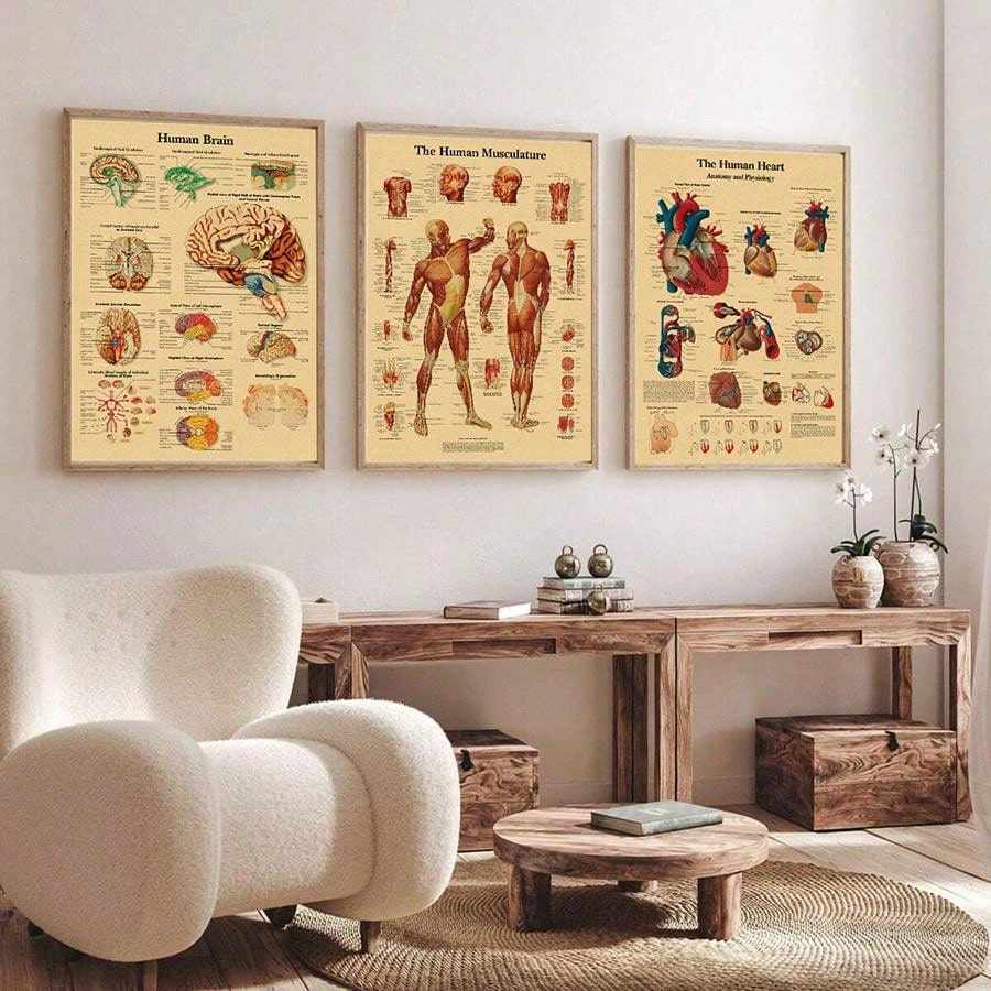 3pcs/Set Vintage Anatomy And Physiology Poster,The Body Structure Art ...