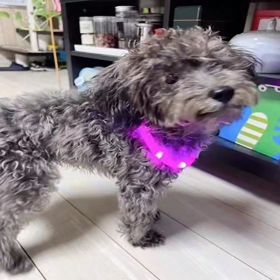 Collare LED per animali domestici Ricaricabile USB Anello collo Teddy ...