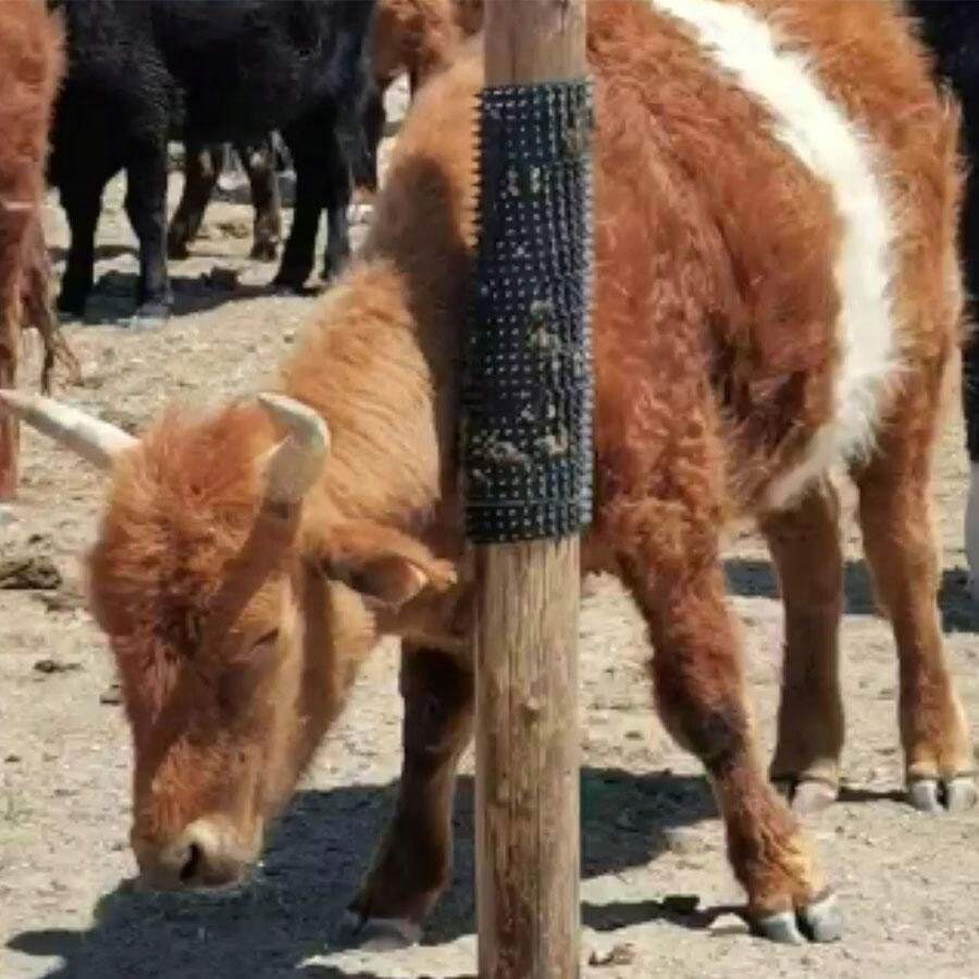 Farm Cattle Scratch Tool, Cow Brush, Ideal For Scratch And Cleaning ...